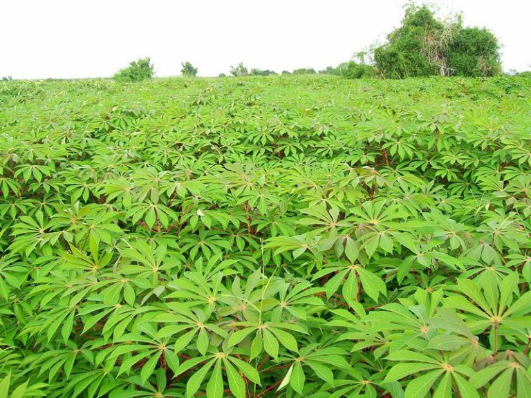 TAPIOKA, MANIOKA, KASAVA, YUCA … (1. del) | Alenka´s Doces Slovenija ...